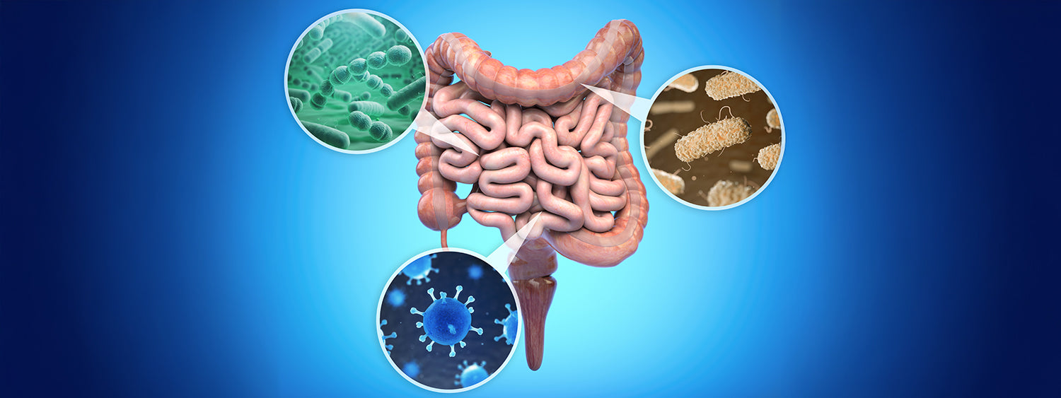 Microbiome's Influence on the Immune System: How It Works